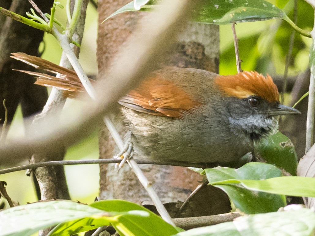 Bahia Spinetail - Synallaxis cinerea - Birds of the World