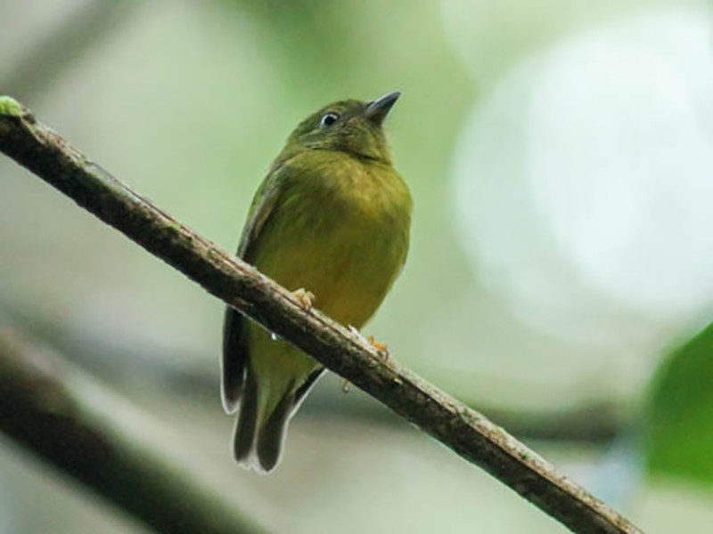 Golden-crowned Manakin - eBird