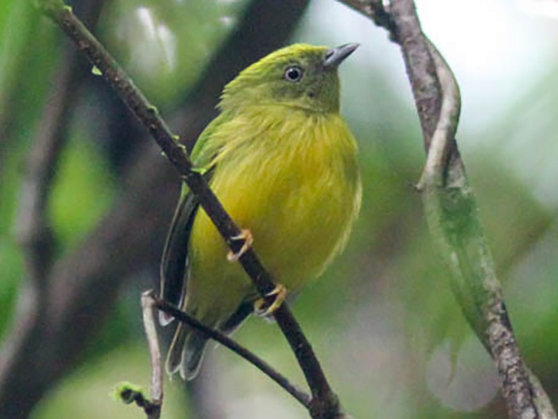 Yellow Crowned Manakin