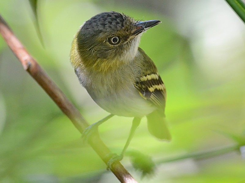Buff-cheeked Tody-Flycatcher - eBird