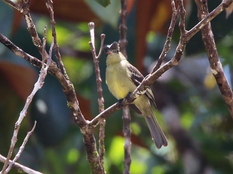 Fiofío de Los Tepuis - eBird