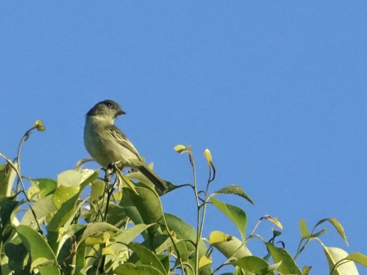 Chico's Tyrannulet - eBird