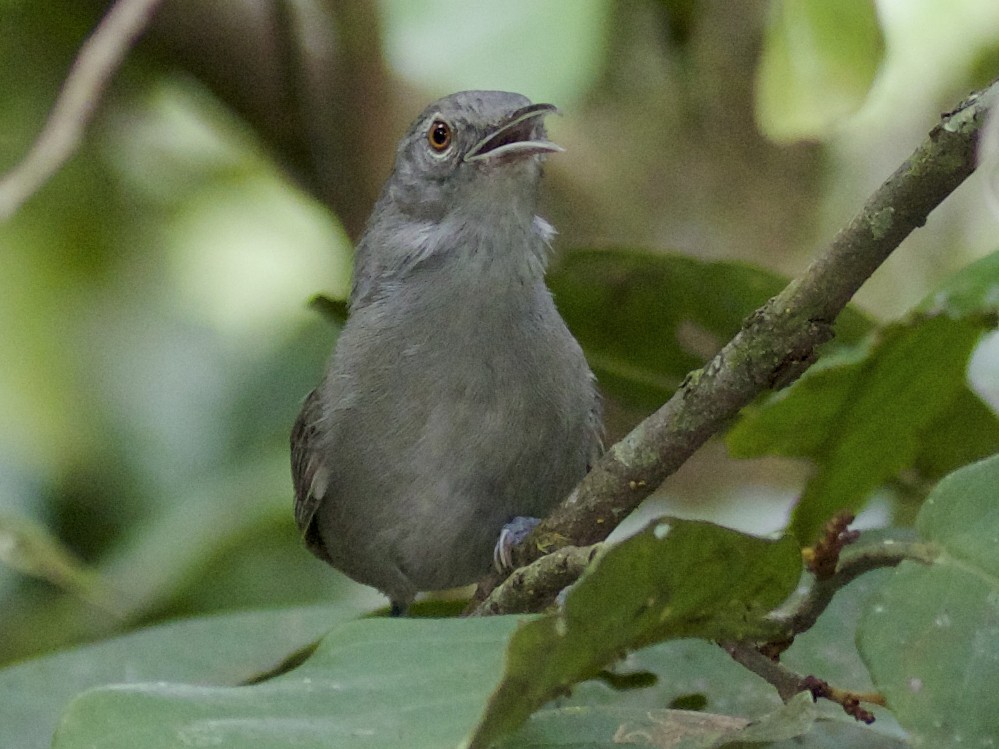 Gray Wren - eBird