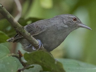 Gray Wren - Cantorchilus griseus - Birds of the World