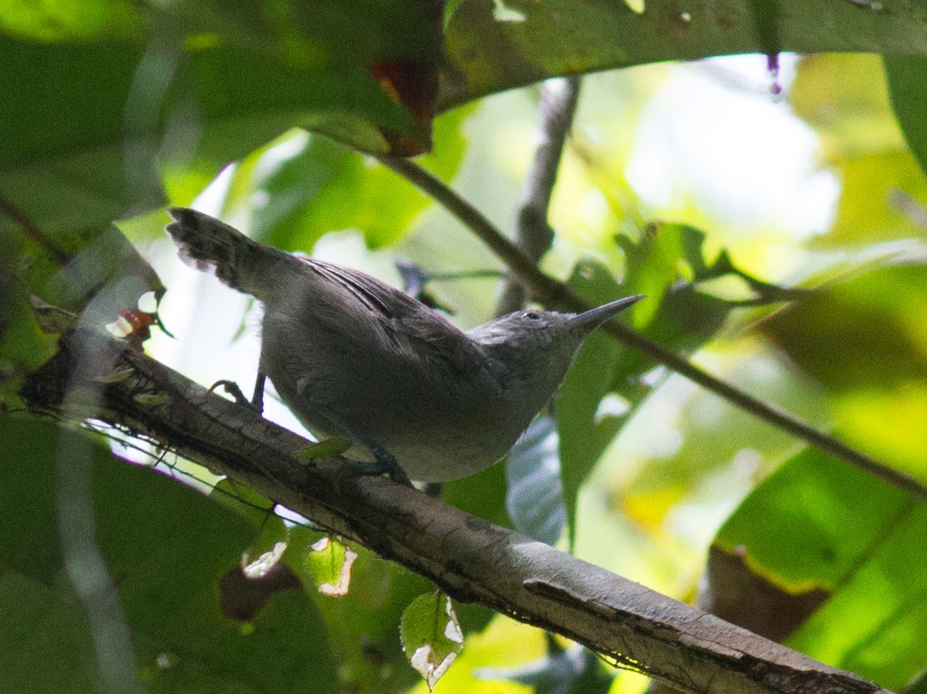 Gray Wren - eBird