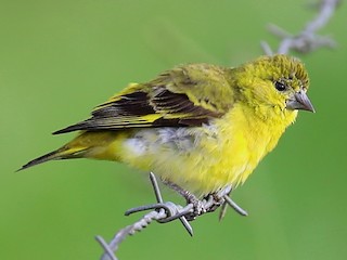 Yellow-faced Siskin - Spinus yarrellii - Birds of the World