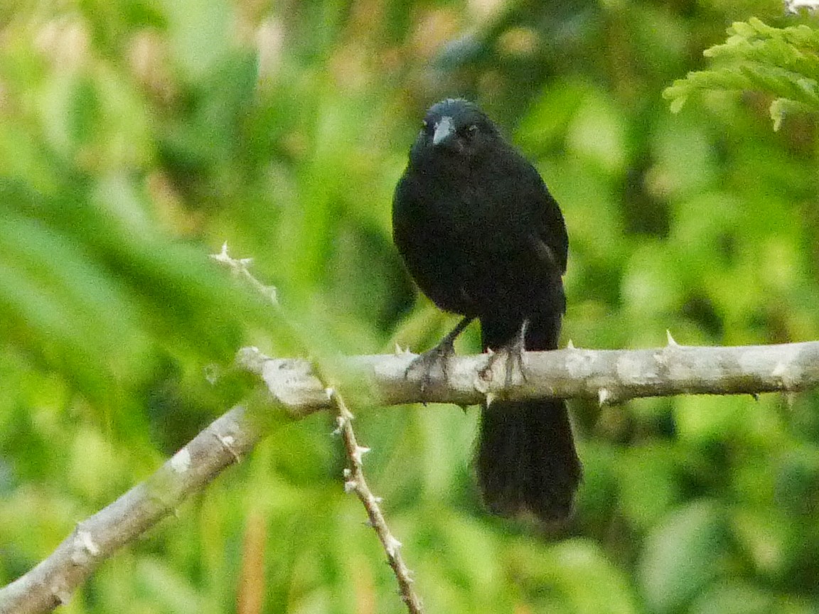 Forbes's Blackbird - eBird