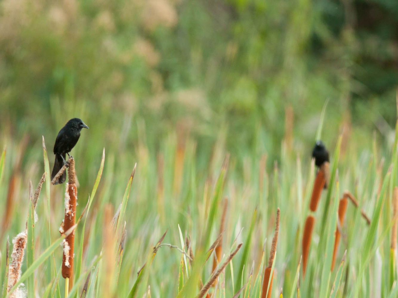 Forbes's Blackbird - eBird