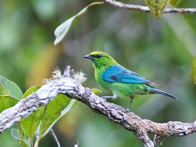 Dotted Tanager - eBird