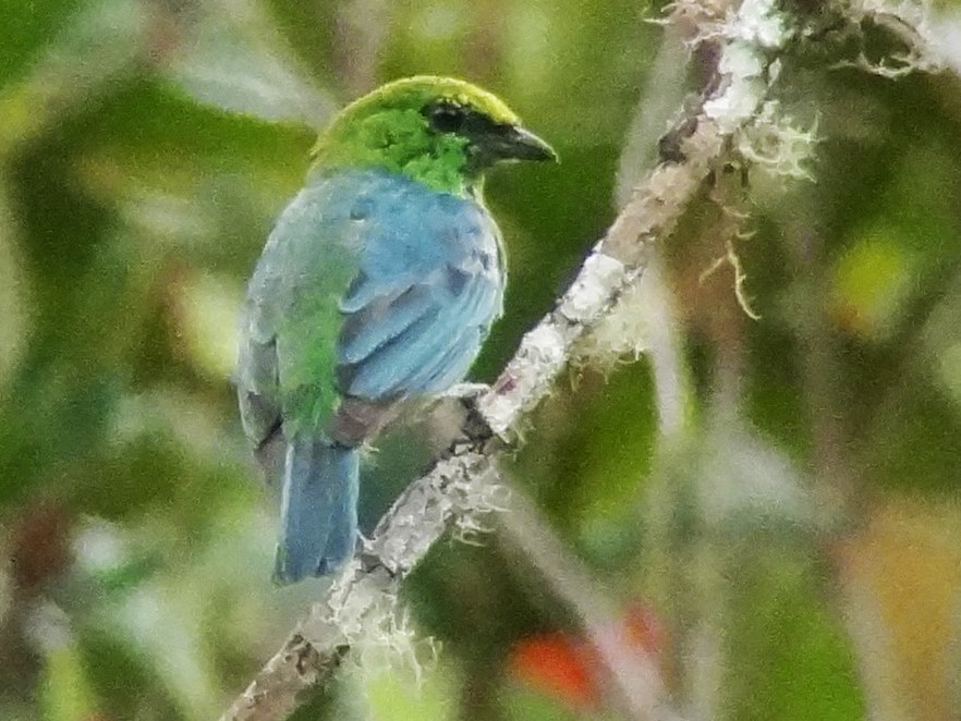 Dotted Tanager - eBird