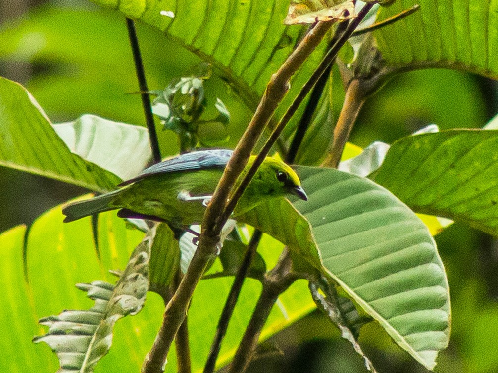 Dotted Tanager - eBird