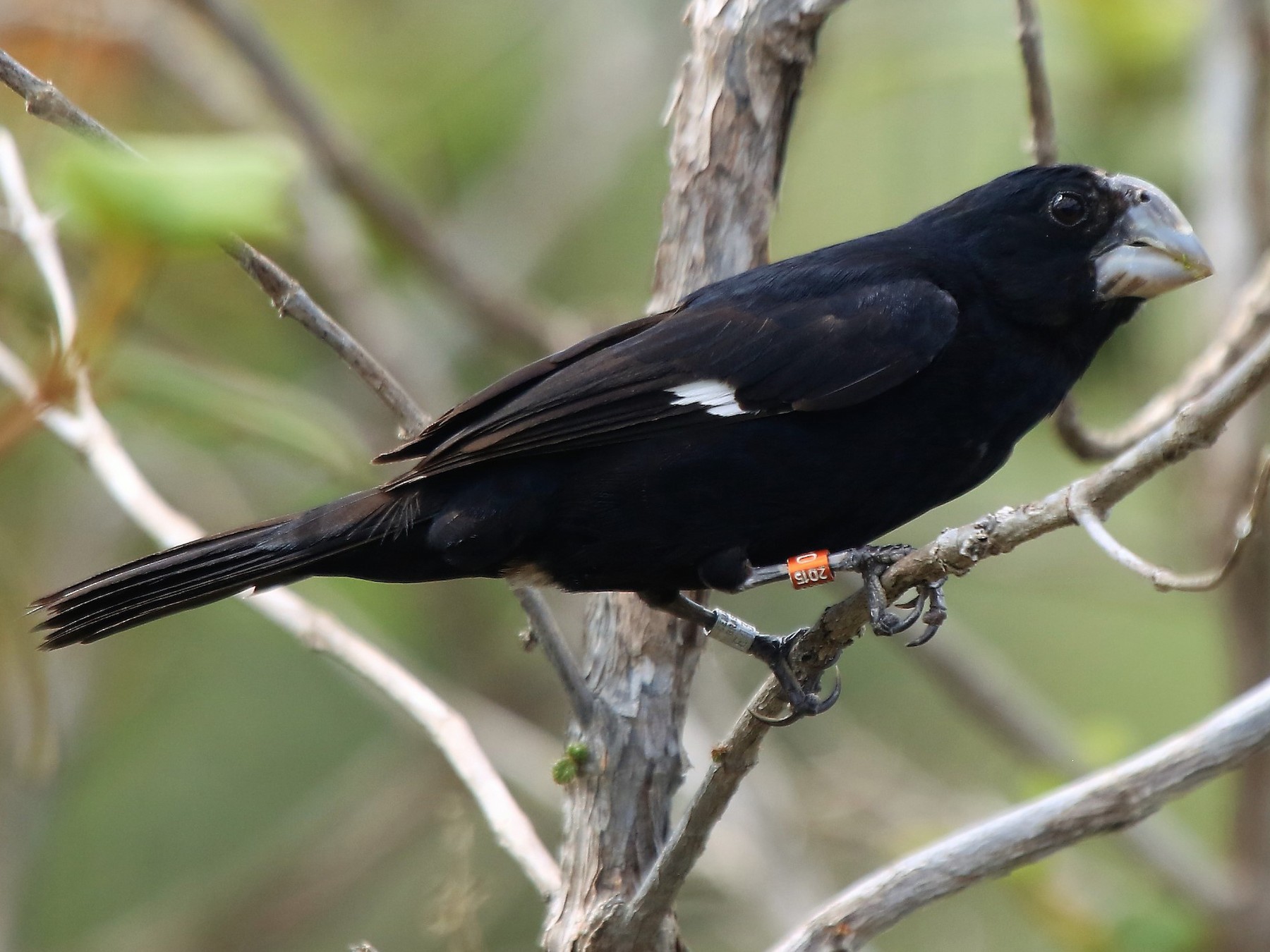 Great-billed Seed-Finch - eBird