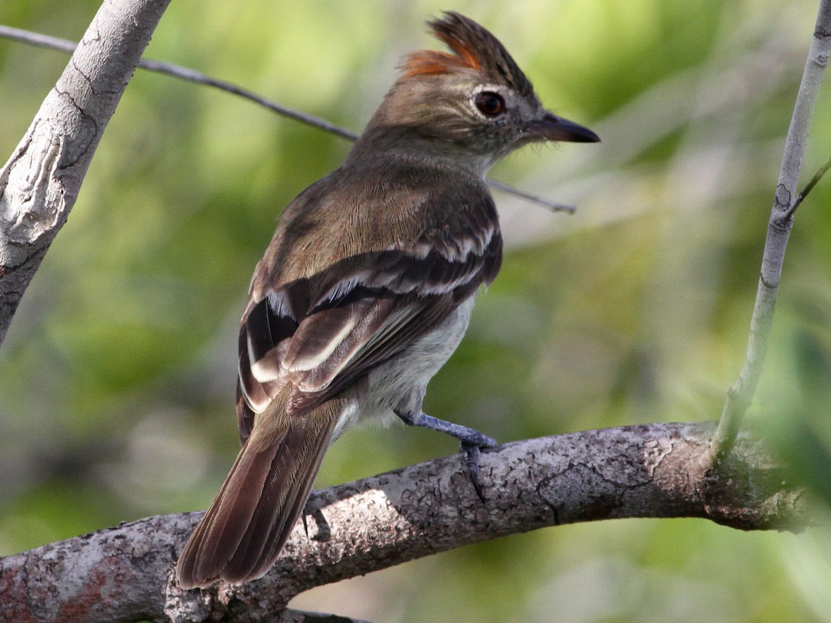 Rufous-crowned Elaenia - Elaenia ruficeps - Birds of the World