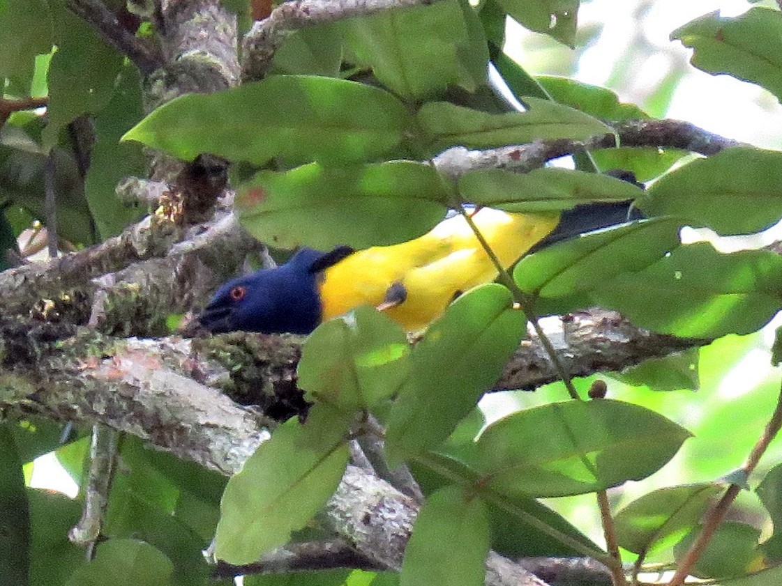 Blue-backed Tanager - eBird