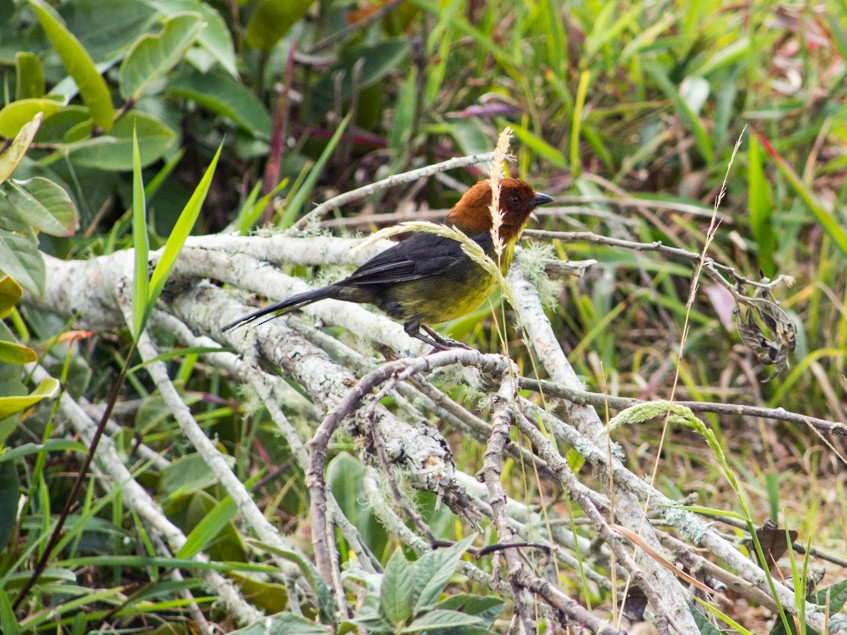 Tepui Brushfinch - eBird