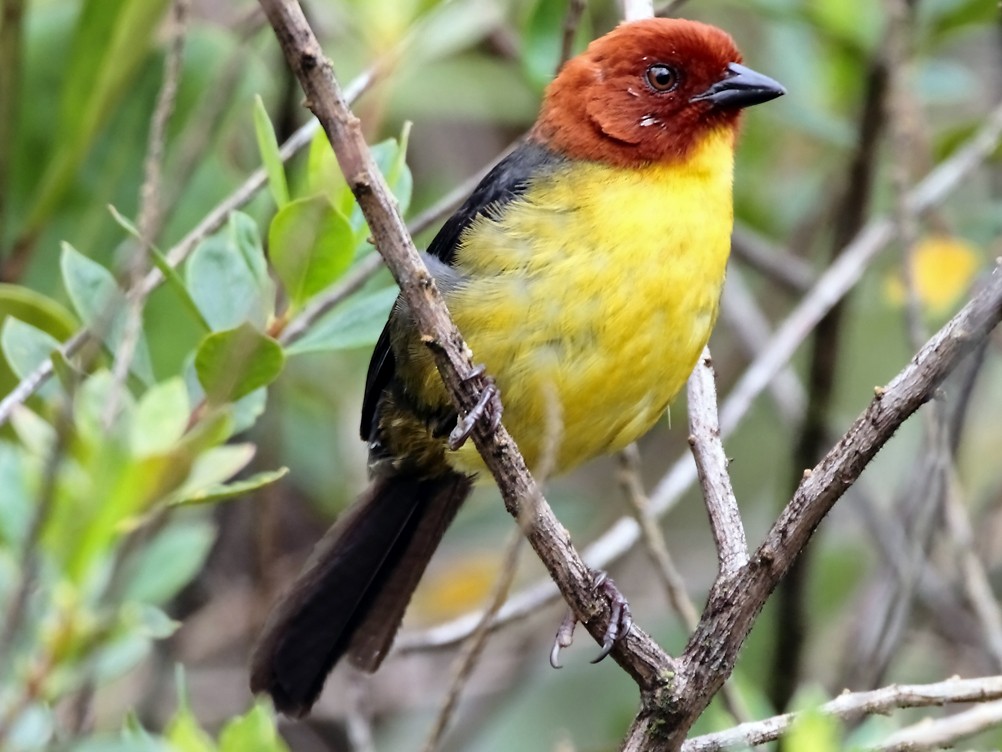 Tepui Brushfinch - eBird