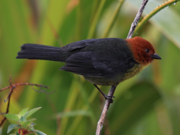 Tepui Brushfinch - eBird
