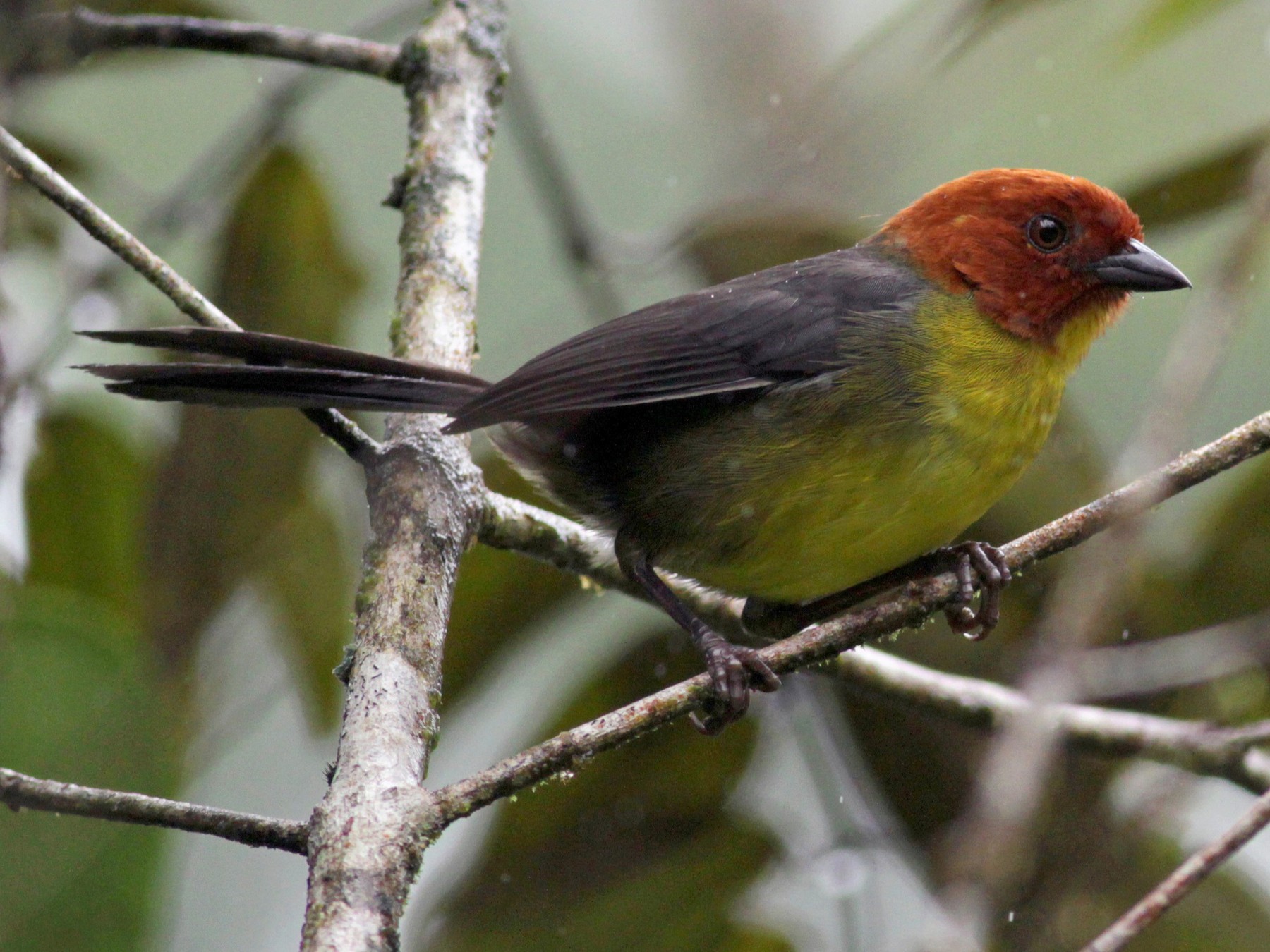 Tepui Brushfinch - eBird