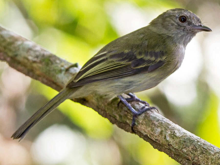 Fiofío coroniamarillo - eBird
