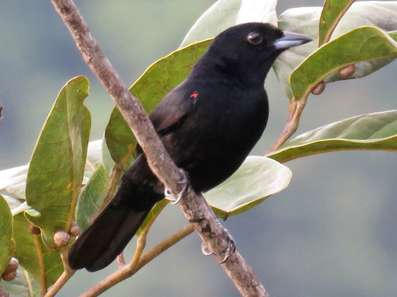 Red-shouldered Tanager - eBird