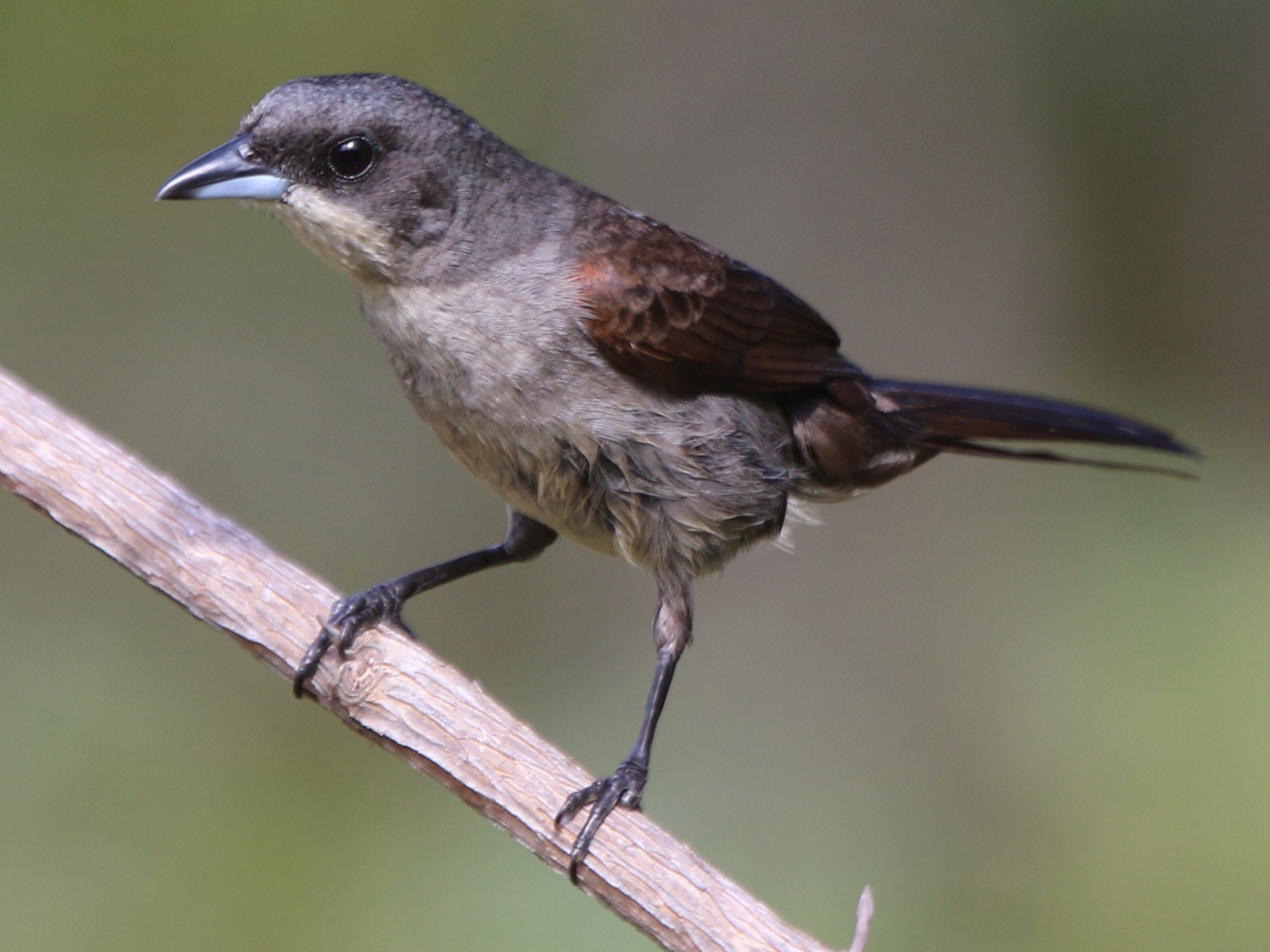 Red-shouldered Tanager - eBird