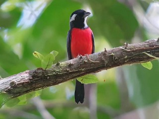 バラムネアメリカムシクイ - eBird