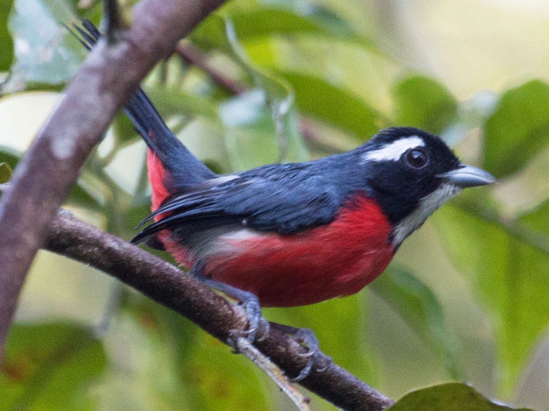 Rose-breasted Chat - eBird
