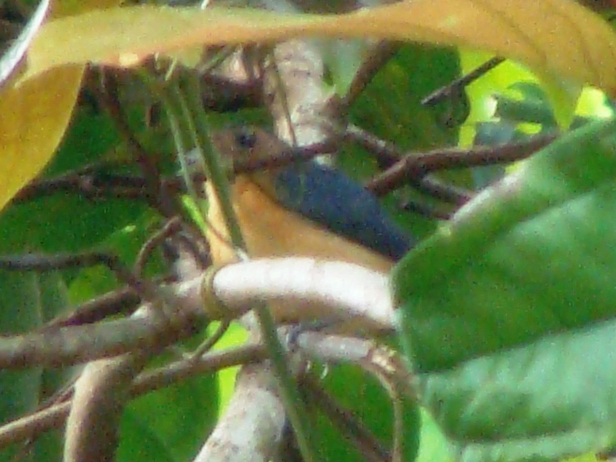 Rose-breasted Chat - eBird