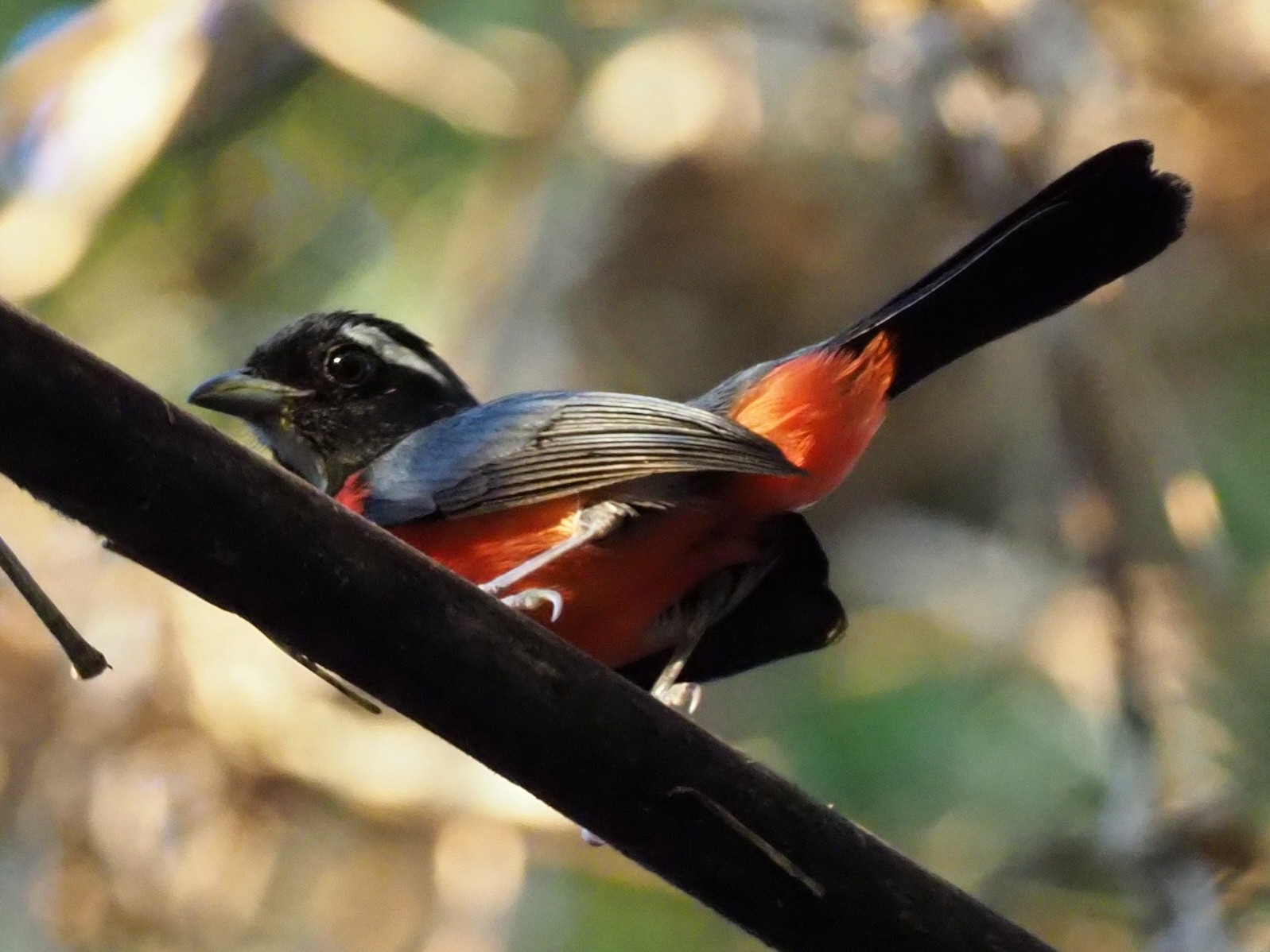 Rose-breasted Chat - eBird