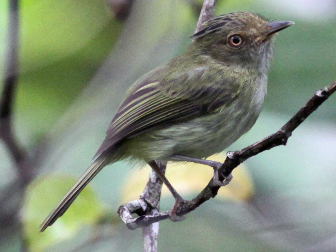 Helmeted Pygmy-Tyrant - eBird