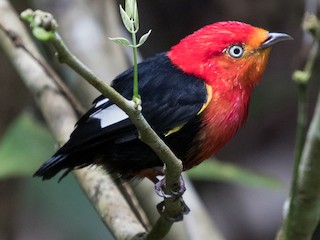 Crimson-hooded Manakin - eBird