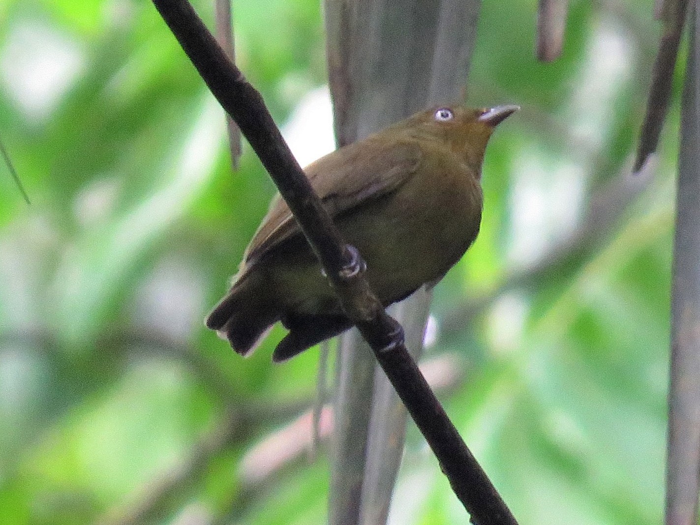 Crimson-hooded Manakin - eBird