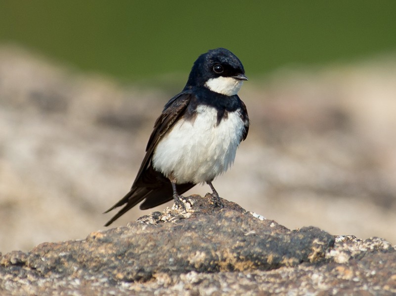 Black-collared Swallow - eBird