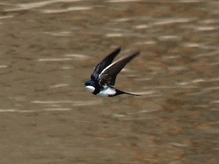 Black-collared Swallow - eBird