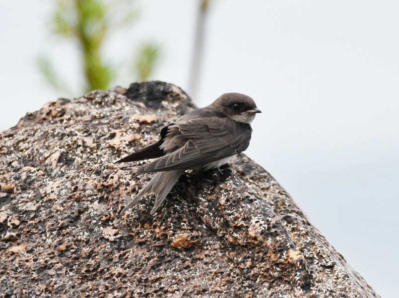 Black-collared Swallow - eBird