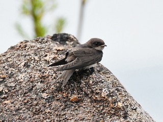 Black-collared Swallow - eBird