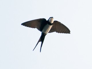 Black-collared Swallow - eBird