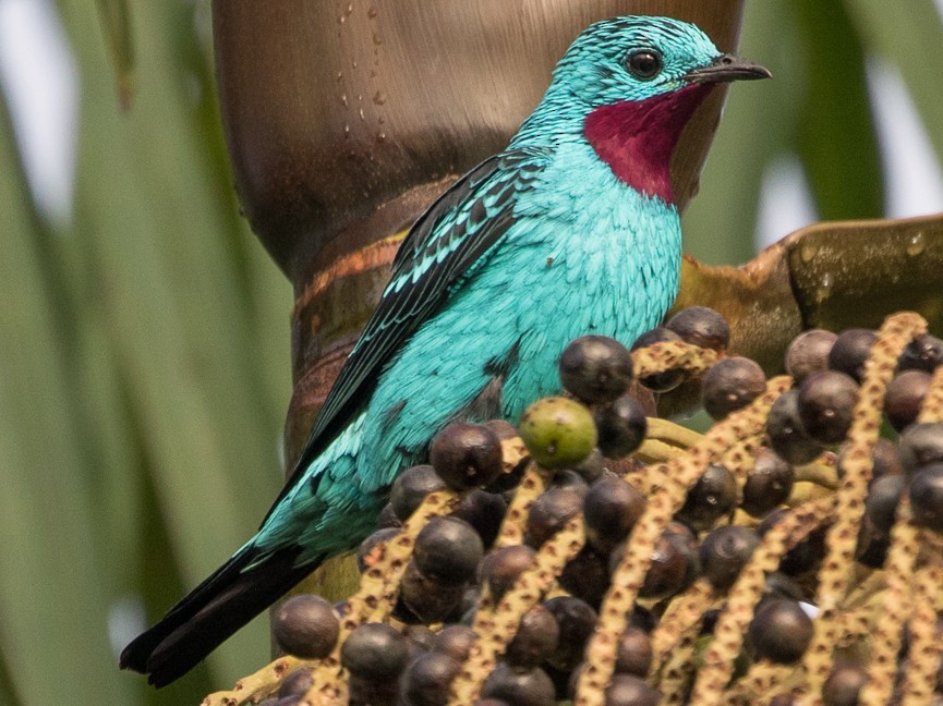 Spangled Cotinga - Cotinga cayana - Birds of the World