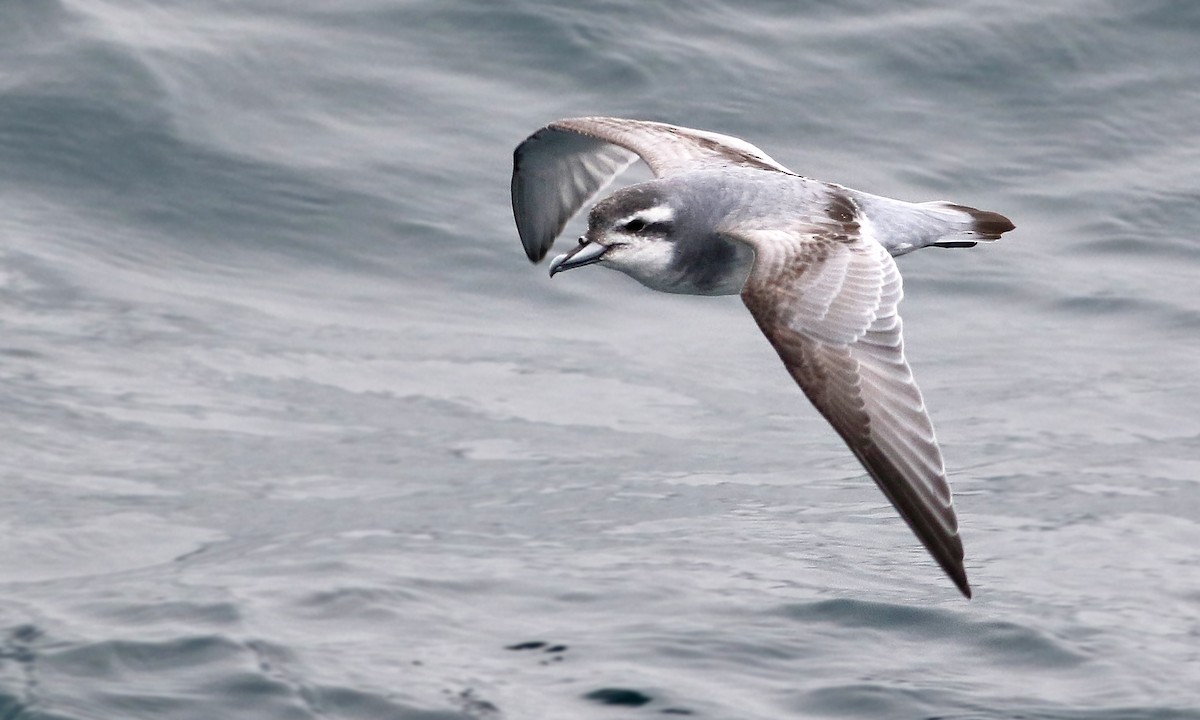 Antarctic Prion - Pachyptila desolata - Birds of the World