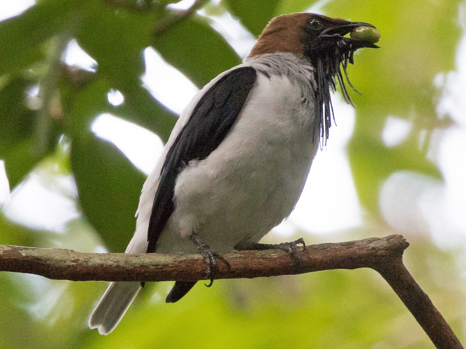 Bearded Bellbird - eBird