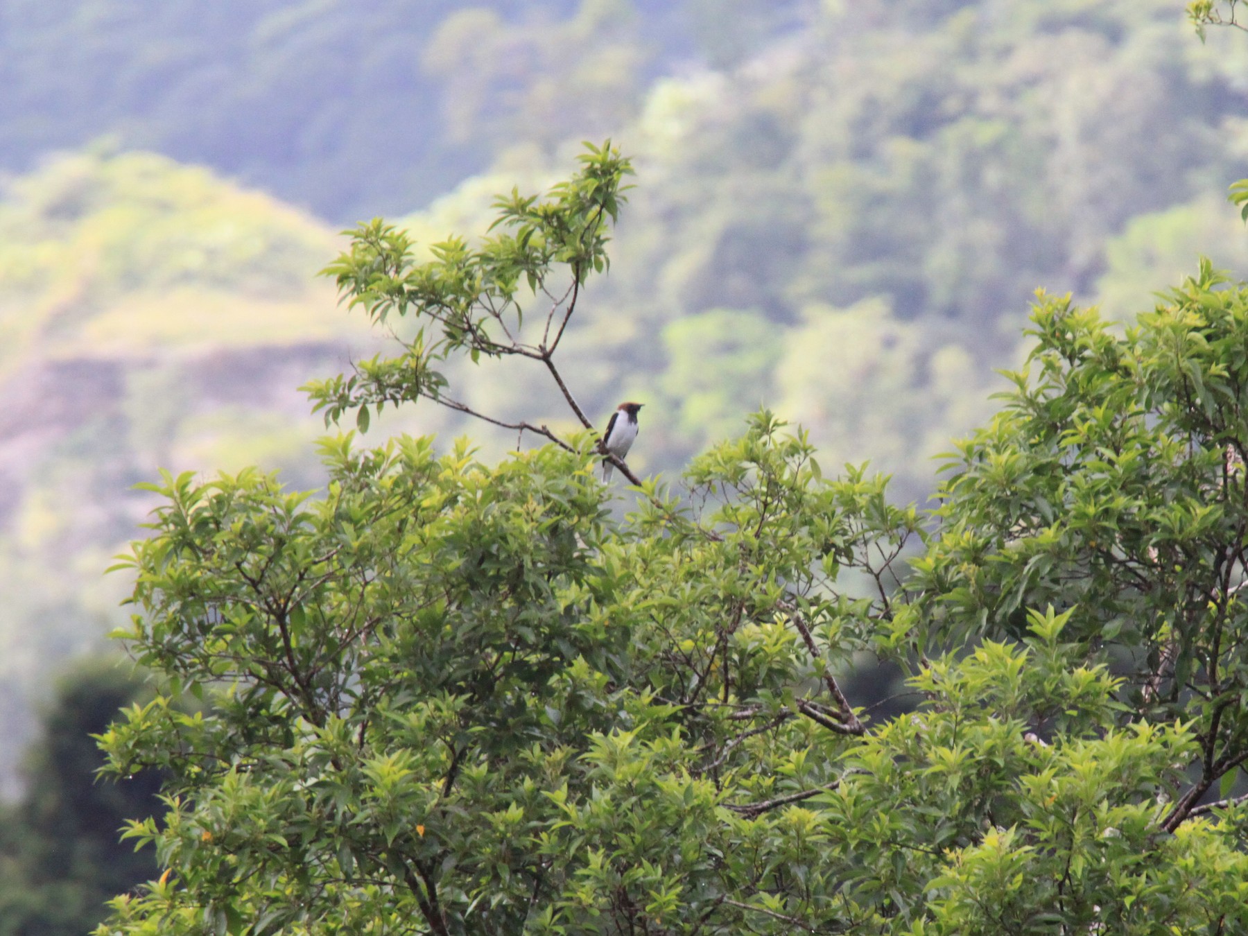Bearded Bellbird - eBird