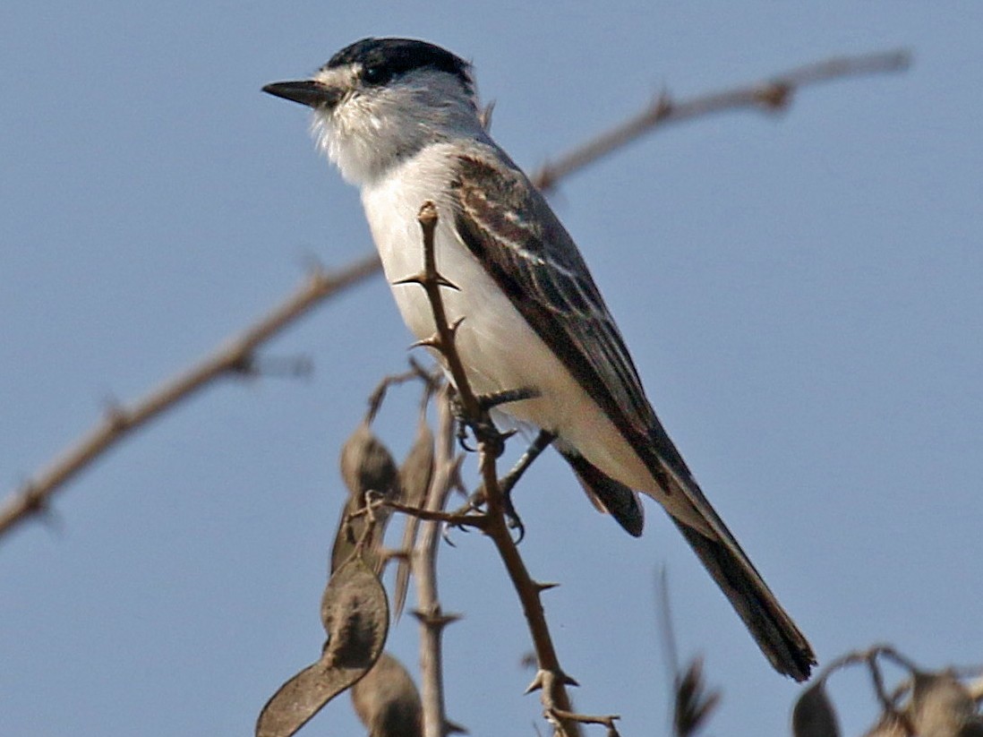 White-naped Xenopsaris - eBird
