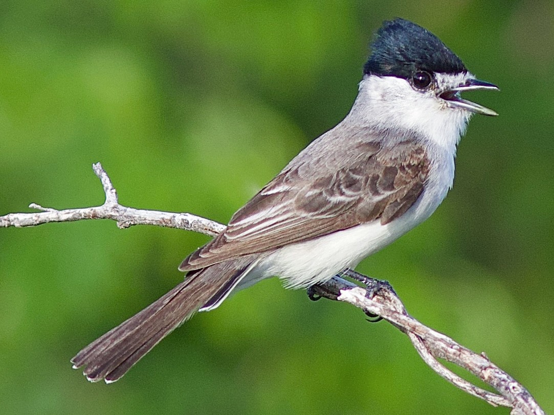 White-naped Xenopsaris - eBird