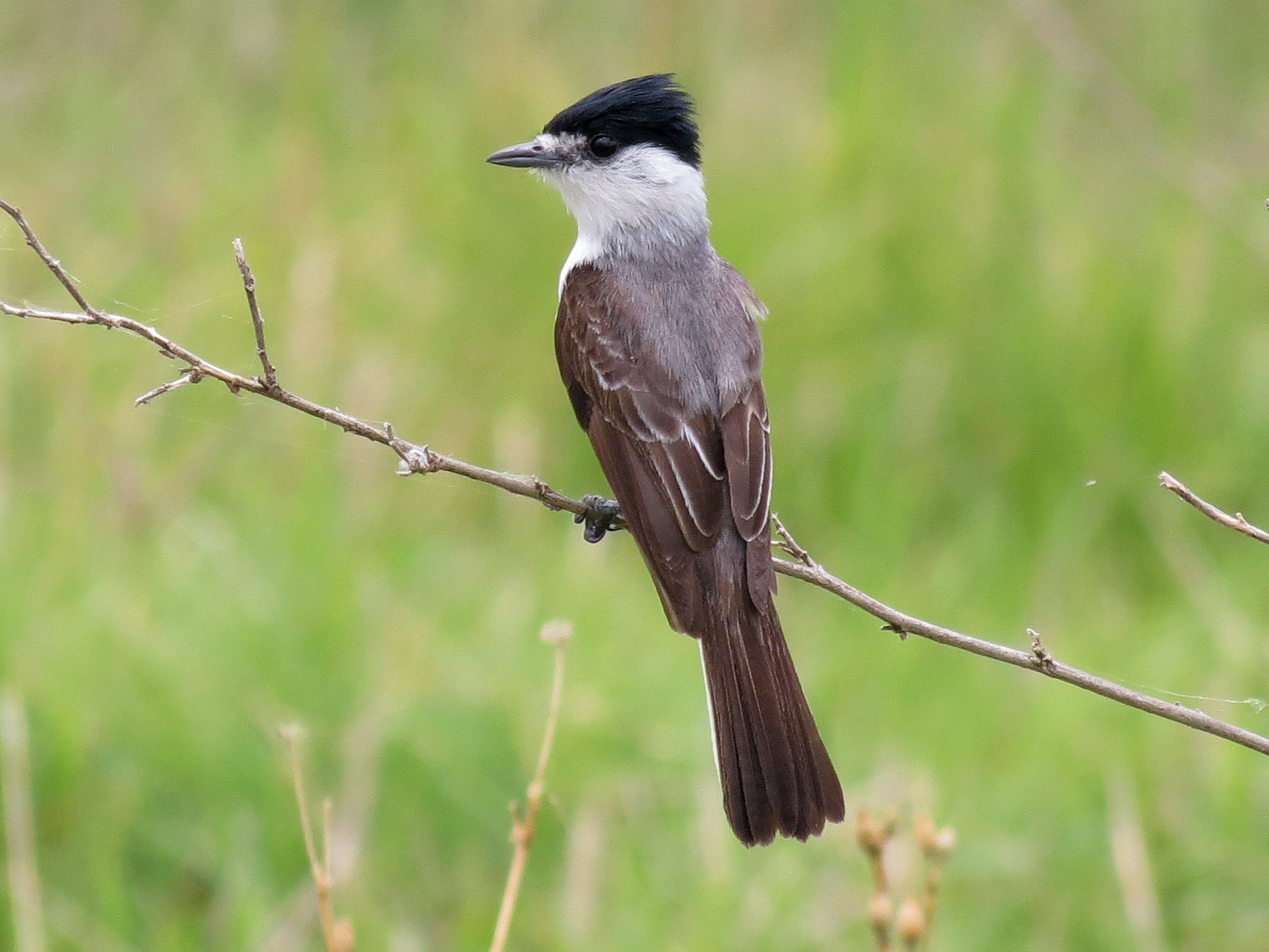 White-naped Xenopsaris - eBird