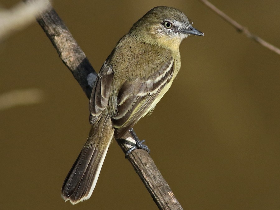Pale-tipped Tyrannulet - eBird