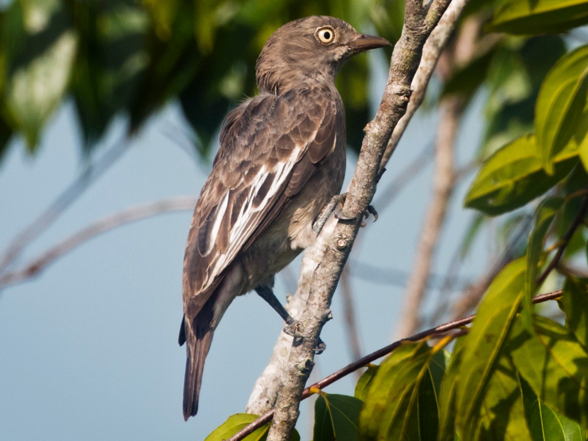 Pompadour Cotinga - eBird