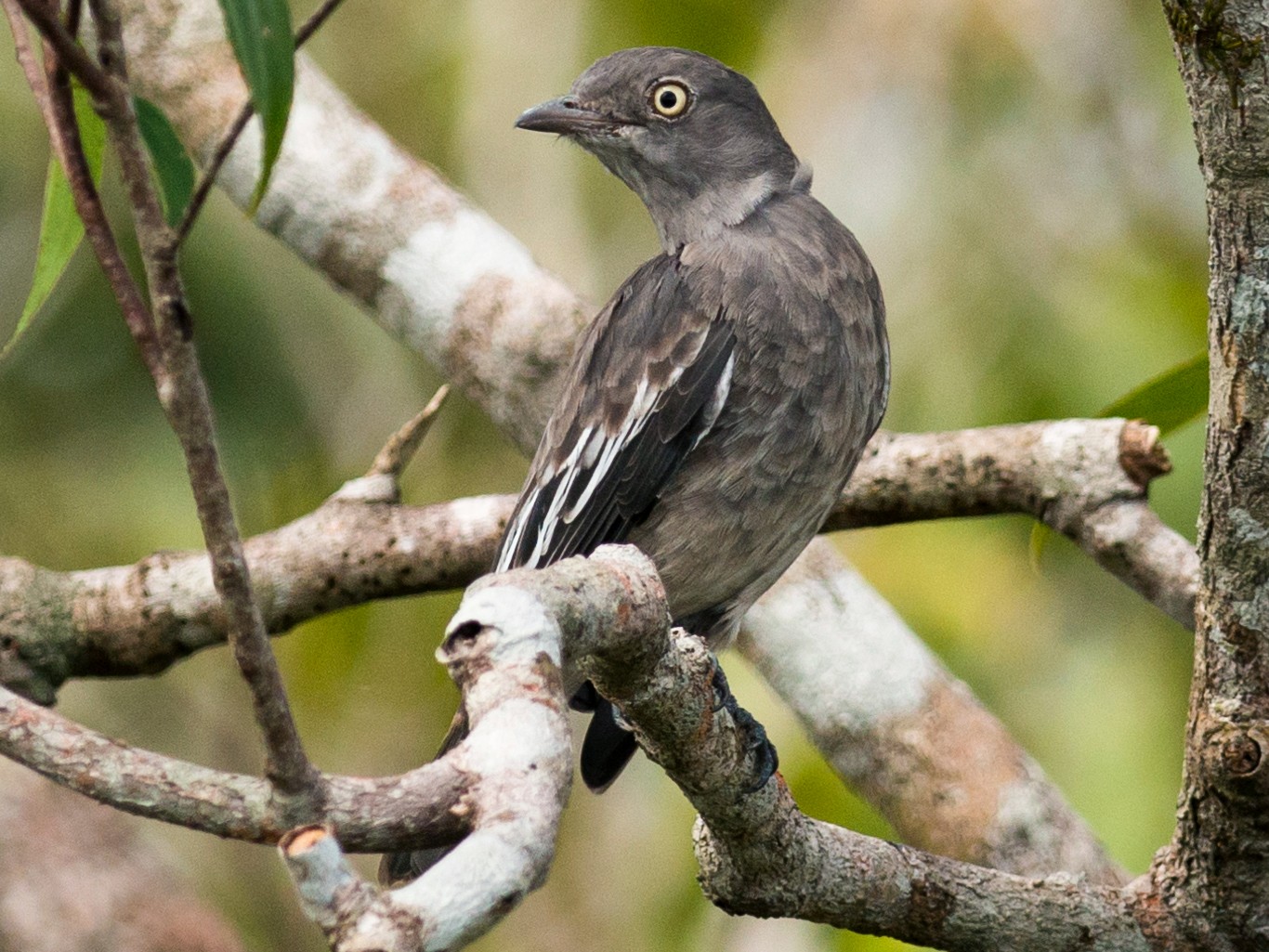 Pompadour Cotinga - eBird