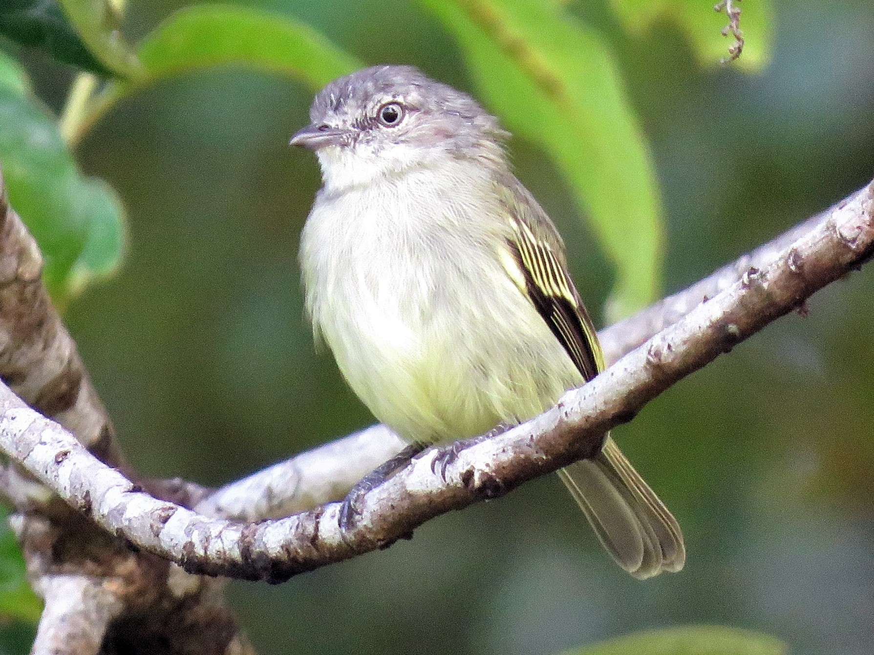 Guianan Tyrannulet - eBird