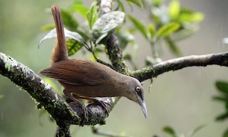 Brown Trembler - Cinclocerthia ruficauda - Birds of the World