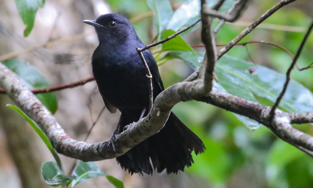 Black Catbird - Melanoptila glabrirostris - Birds of the World